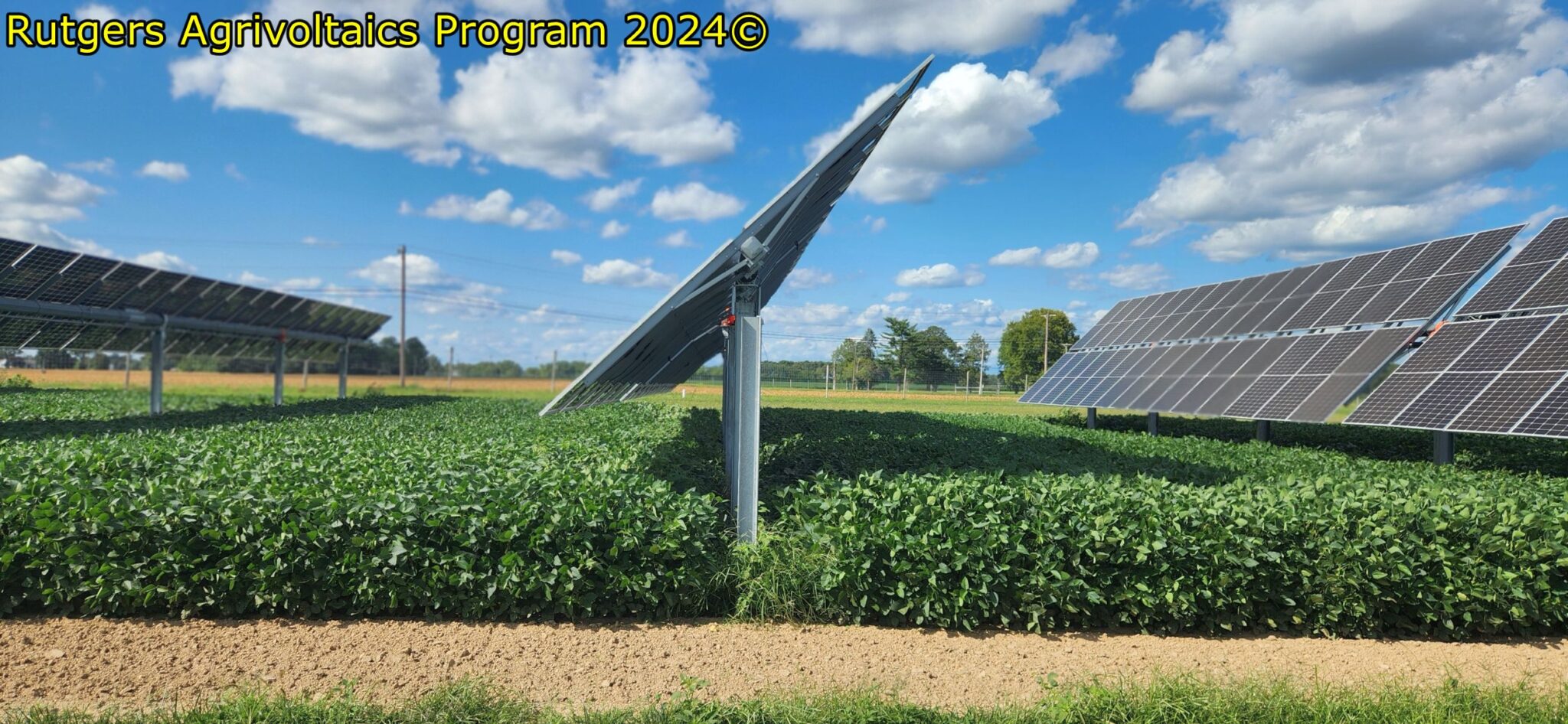 2024 Agrivoltaics Soybean Harvest at RAREC in Southern New Jersey ...