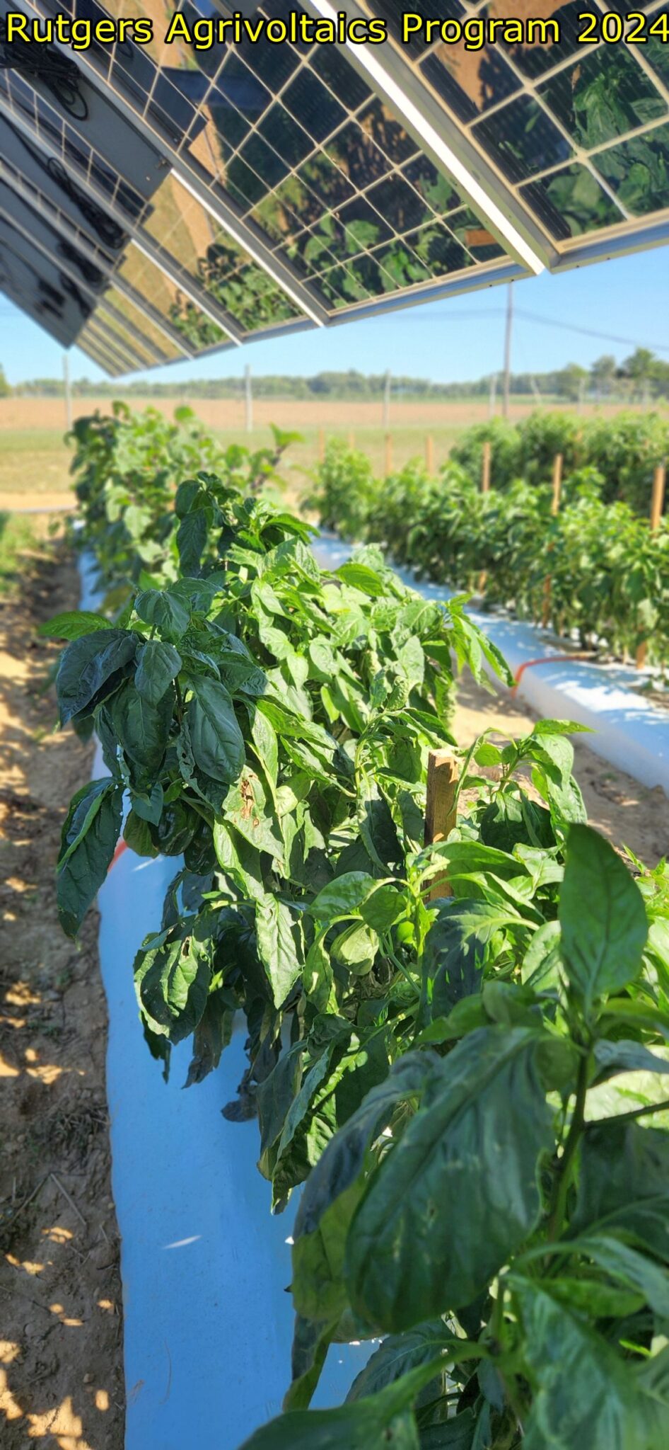 Harvesting of specialty crops at RAREC continues – Rutgers Agrivoltaics ...