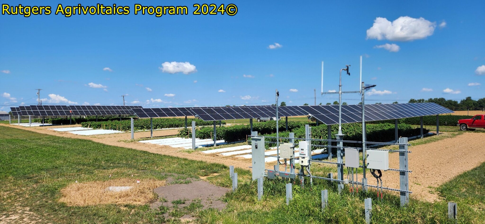 Harvesting of specialty crops at RAREC continues – Rutgers Agrivoltaics ...