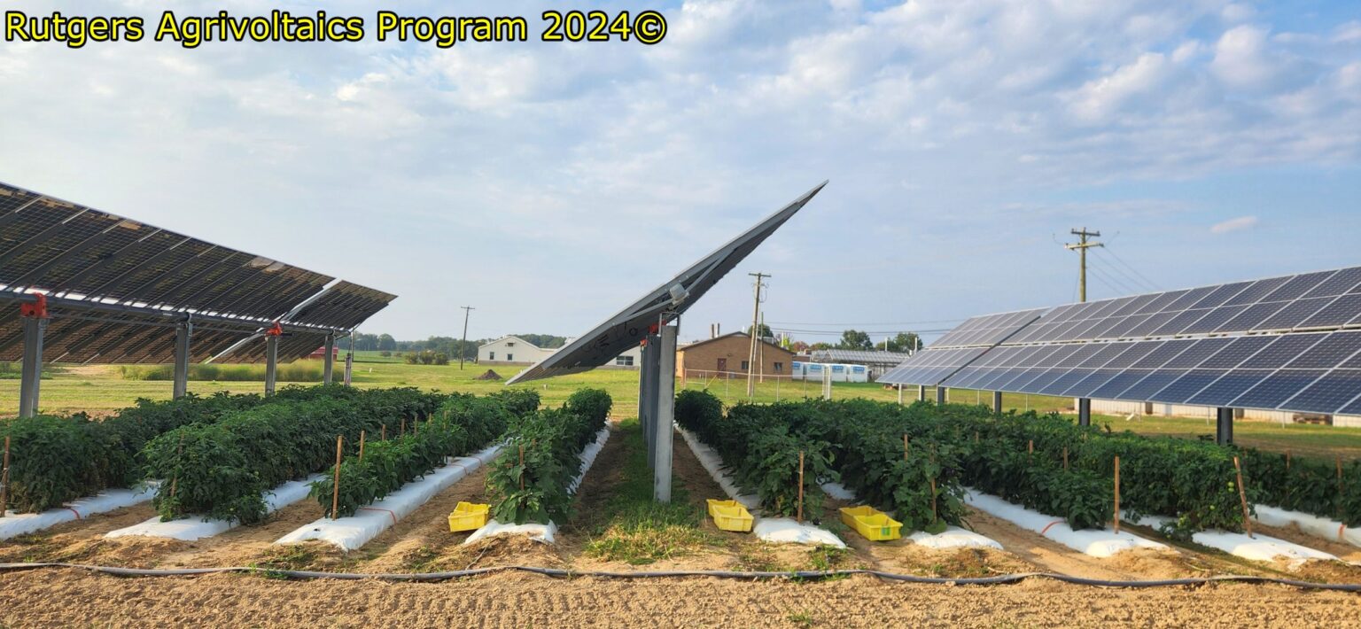 Harvesting of specialty crops at RAREC continues – Rutgers Agrivoltaics ...