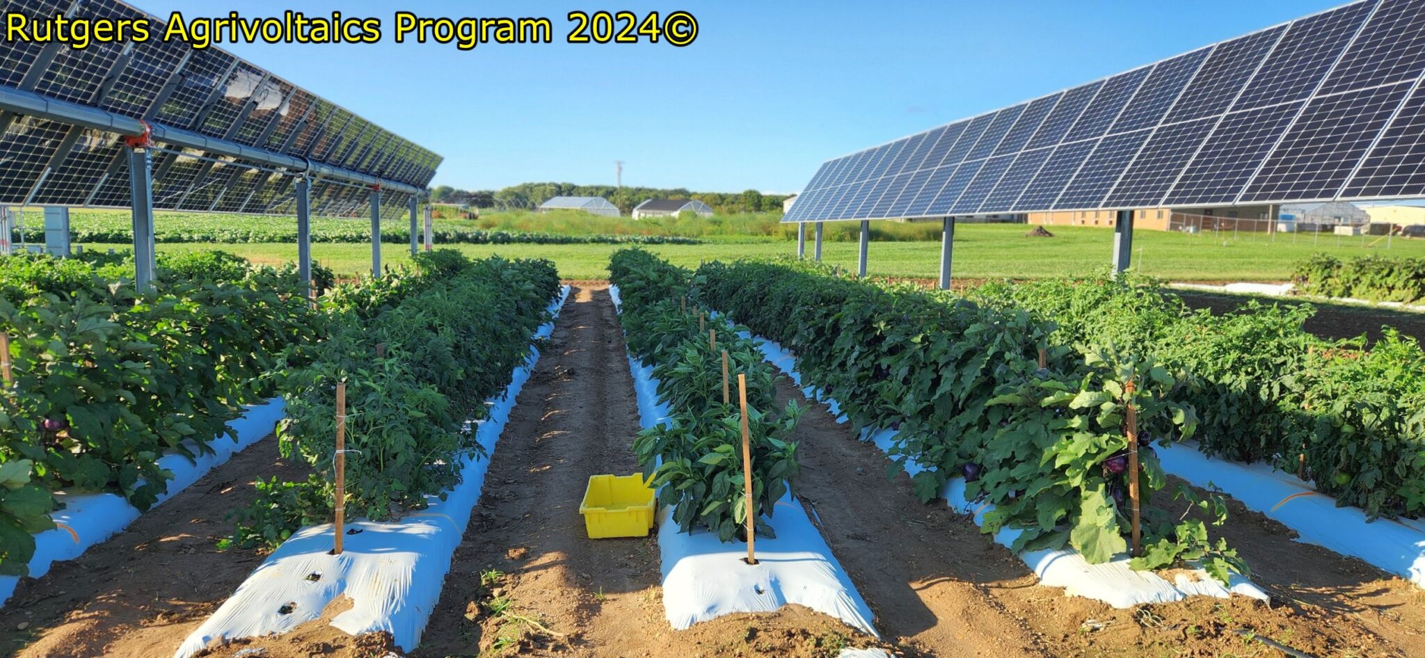 Harvesting of specialty crops at RAREC continues – Rutgers Agrivoltaics ...