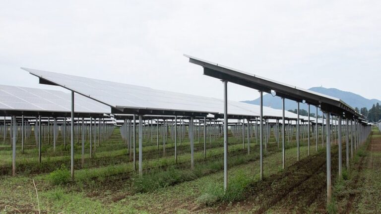 Image Gallery of Agrivoltaic Installations – Rutgers Agrivoltaics Program
