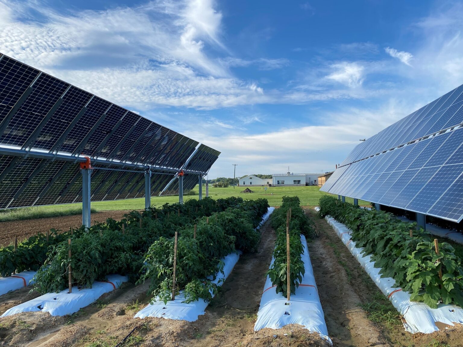 Image Gallery of Agrivoltaic Installations – Rutgers Agrivoltaics Program