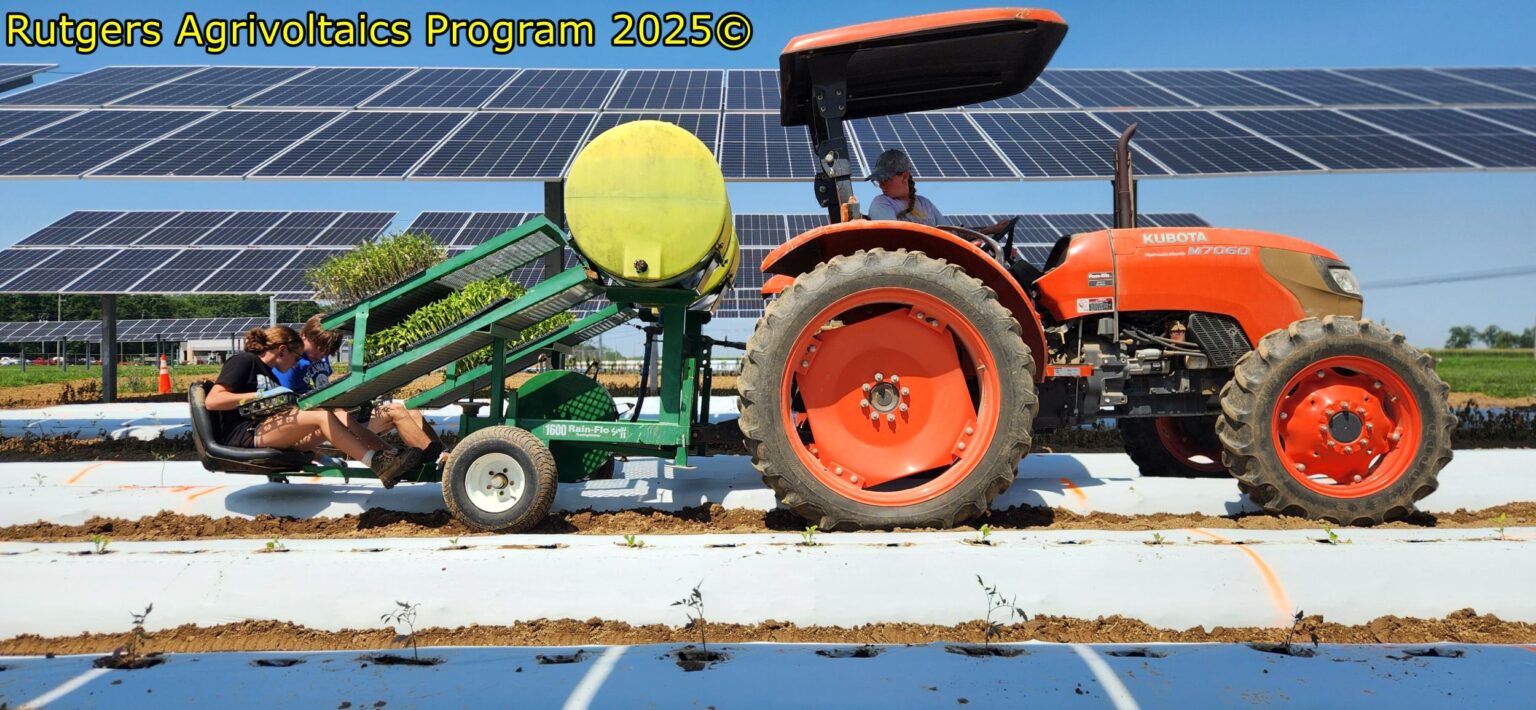 Transplanting specialty crops at RAREC in southern New Jersey – Rutgers ...