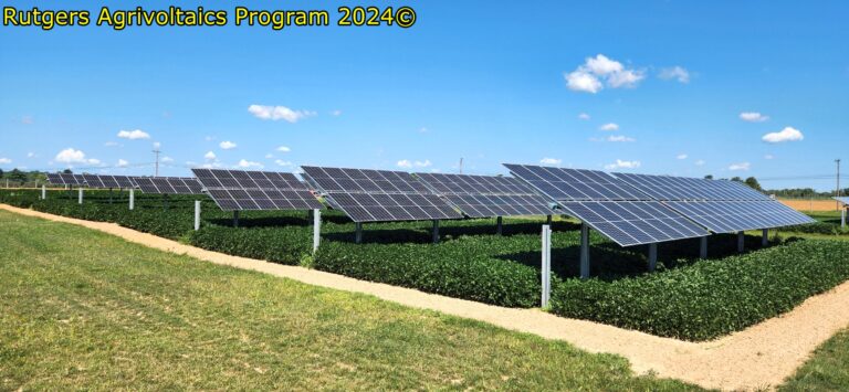 2024 Agrivoltaics Soybean Harvest at RAREC in Southern New Jersey ...